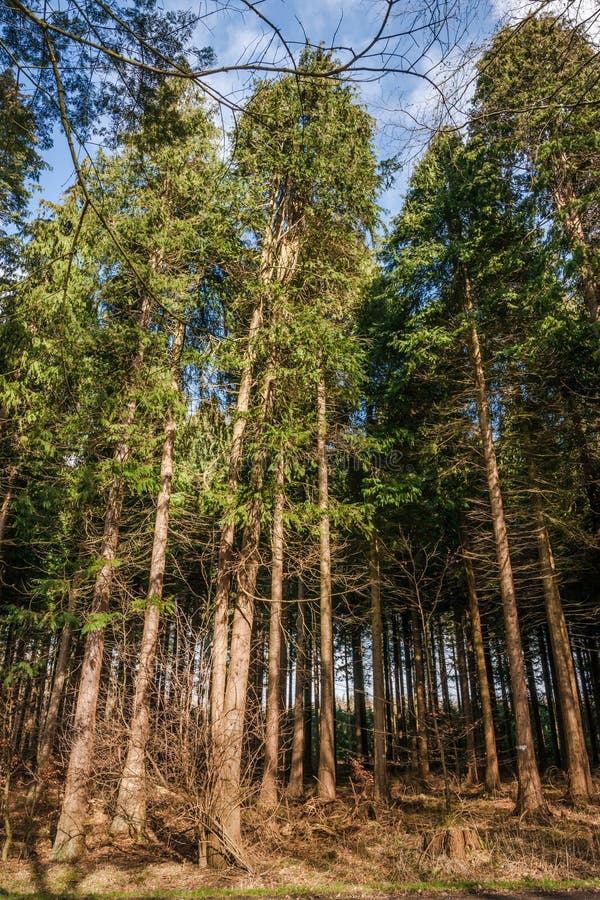 Tall Pine Trees in a Forest Stock Photo - Image of beautiful, plant ...