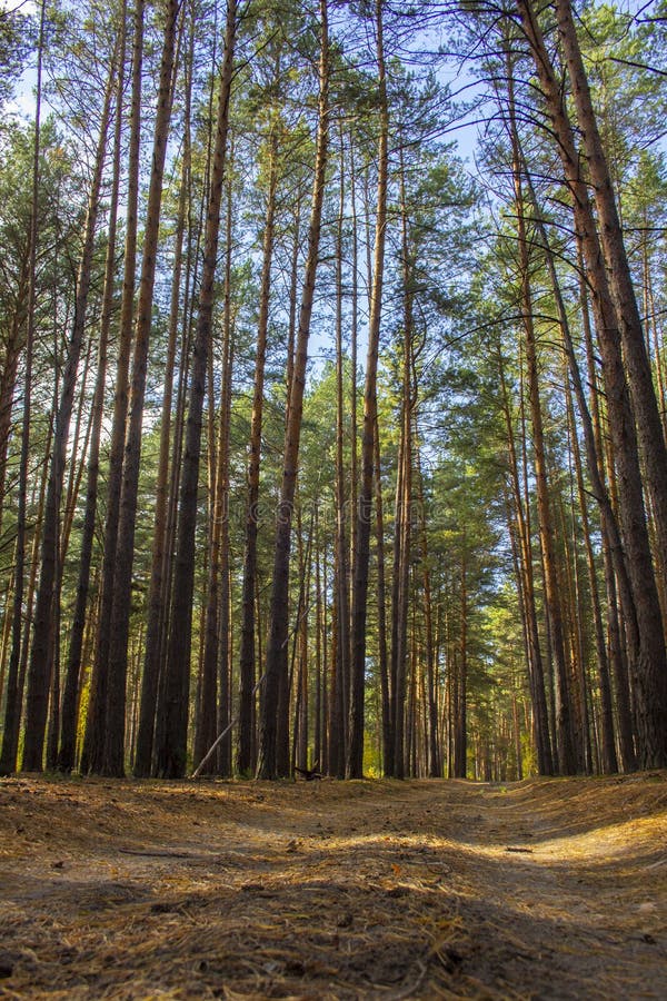 Tall Pine Trees Hang Over the Path Stock Photo - Image of hang, splits ...