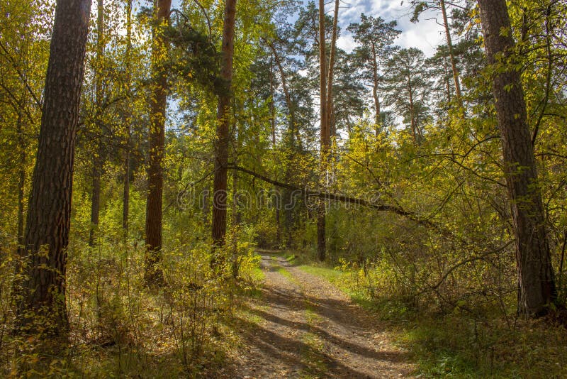 Tall Pine Trees Hang Over the Path Stock Photo - Image of hang, splits ...