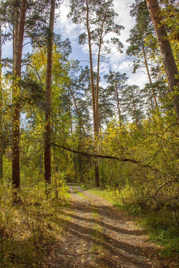 Tall Pine Trees Hang Over the Path Stock Photo - Image of lumberjacks ...