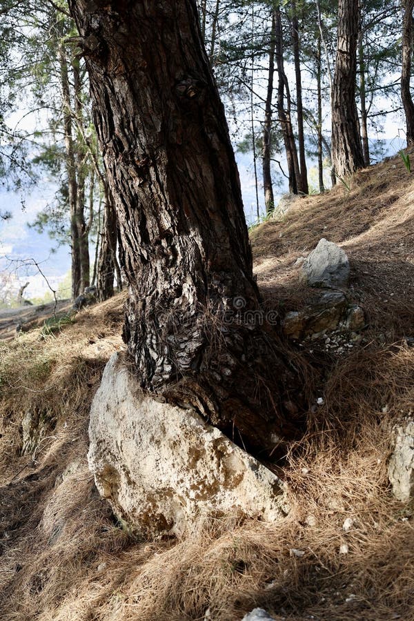 Tall pine trees stock image. Image of green, forest - 370378995