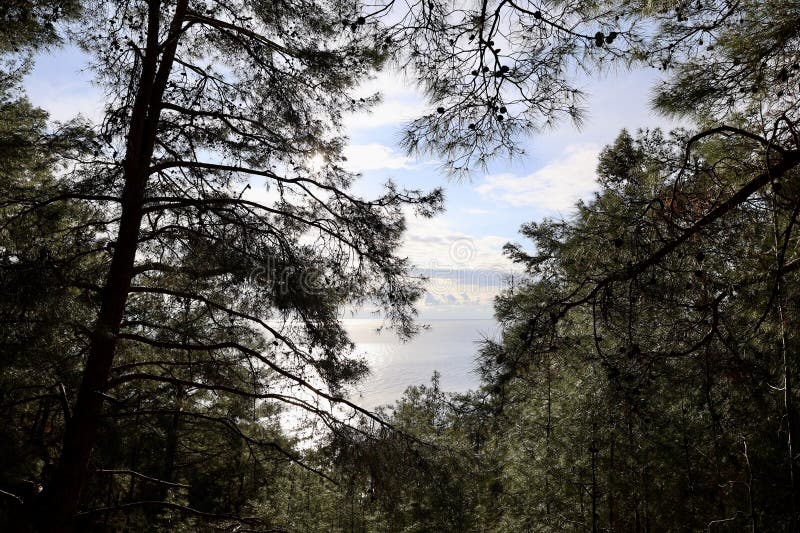 Tall pine trees stock photo. Image of high, grove, natural - 370379538