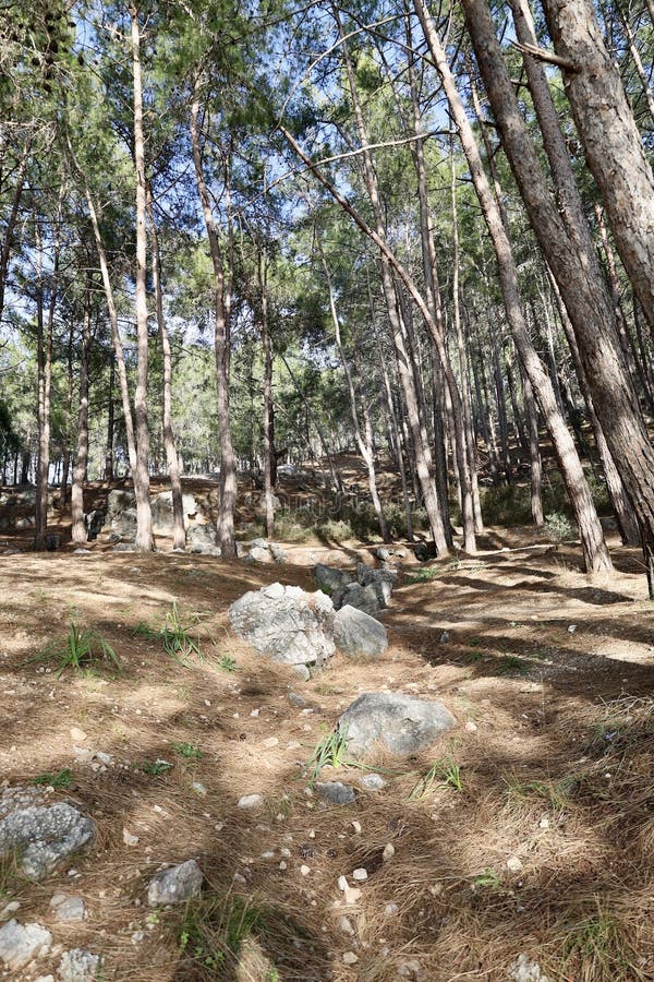 Tall pine four stock photo. Image of green, garden, pine - 223966042