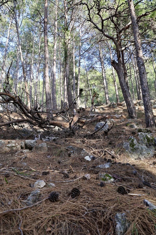 Tall pine four stock photo. Image of green, garden, pine - 223966042
