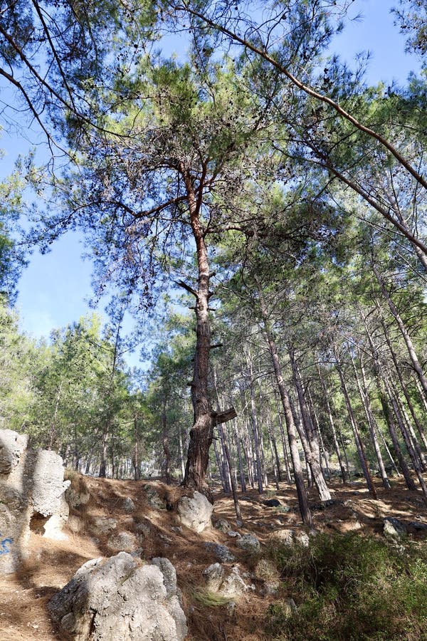 Tall pine four stock photo. Image of green, garden, pine - 223966042