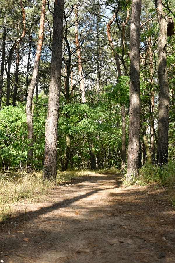 Tall Pine Trees Make Shade on a Sunlit Forest Path. Stock Image - Image ...