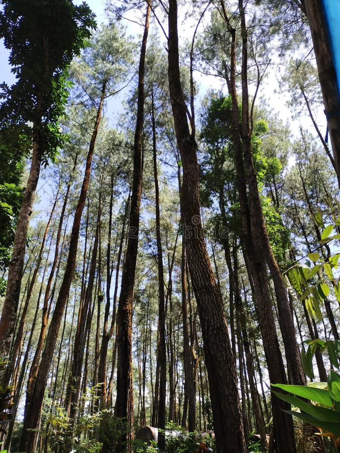 Tall Pine Trees Reaching for the Sky. Peaceful Forest Scene. Stock ...