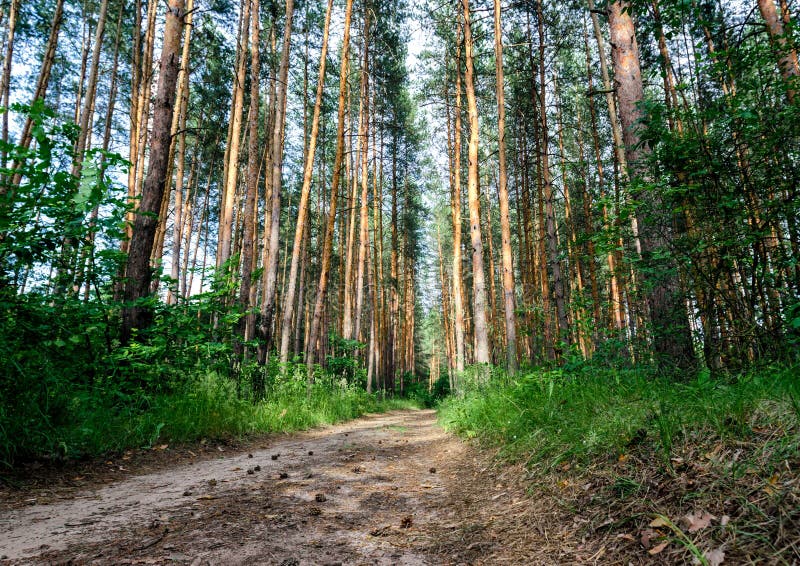 Tall Pine Trees and a Road in a Forest without People Stock Photo ...