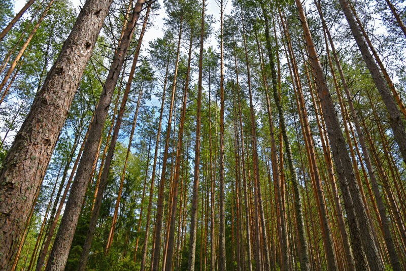 Russian Nature - Pine Forest In Summer Stock Photo - Image of ...