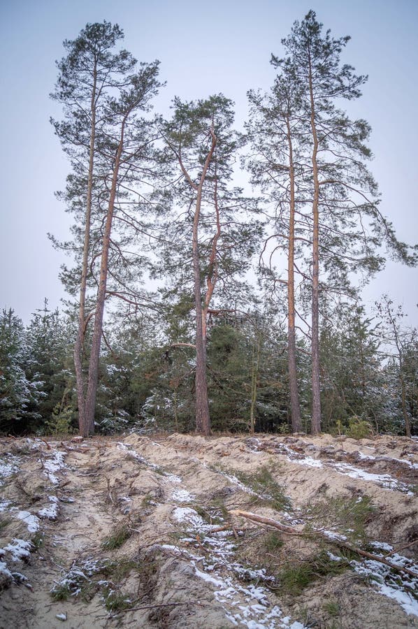 Tall Pine Trees on a Sandy, Snow-dusted Forest Clearing with a Rugged ...