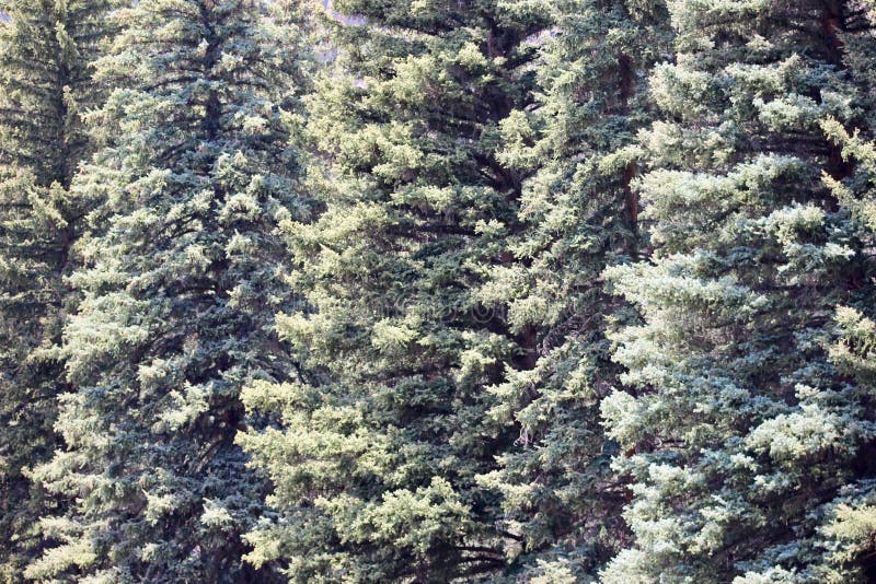 Tall Pine Trees Standing In The Forest Close Up Stock Image - Image of ...