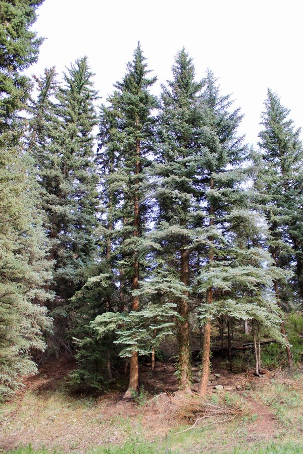 Tall Pine Trees Standing in the Forest Close Up Stock Image - Image of ...