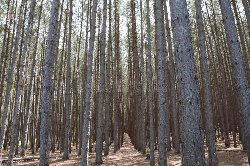 Tall Pine Trees in a Straight Line Stock Photo - Image of trunk ...