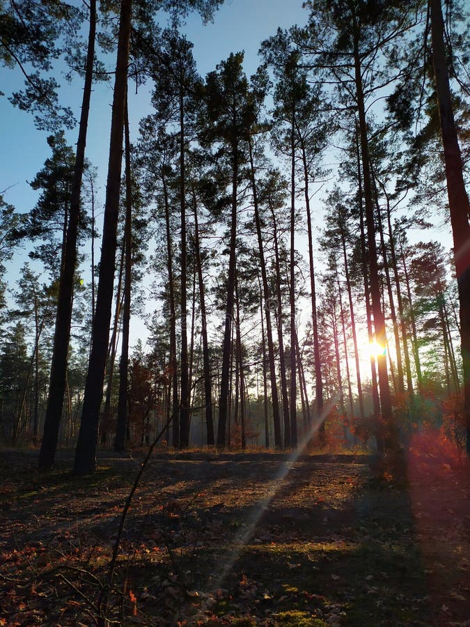 Pine forest at dawn stock photo. Image of height, casting - 370197178