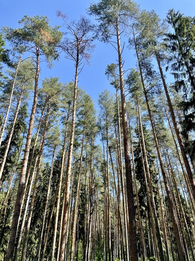 Tall Pine Trees in a Sunlit Forest with Blue Sky Stock Image - Image of peaceful, blue: 370666385