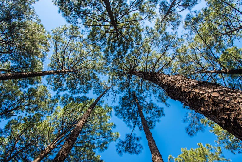 Netarhat Forest Stock Photos - Free & Royalty-Free Stock Photos from ...