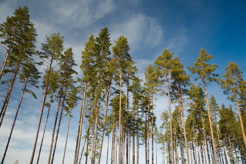 Tall pine trees stock image. Image of clear, endure, simple - 85776381