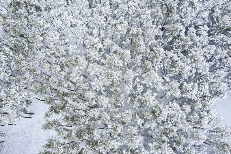 Tall Pine Trees Under White Snow in Wintry Forest. Aerial Photo Stock ...