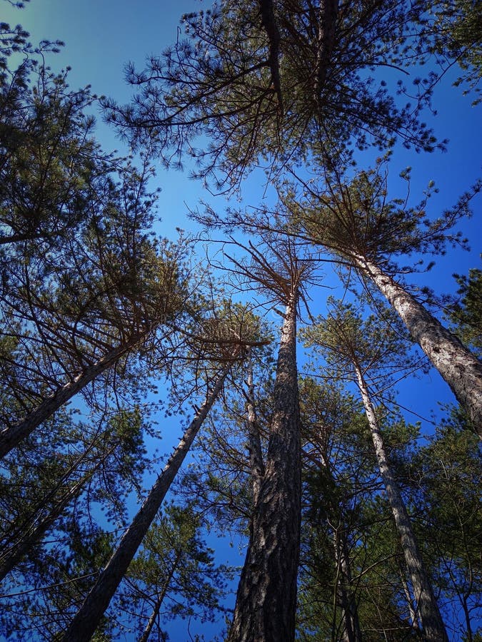 Pine Tree Tops. Background Nature. Abstract Nature. Stock Photo - Image ...
