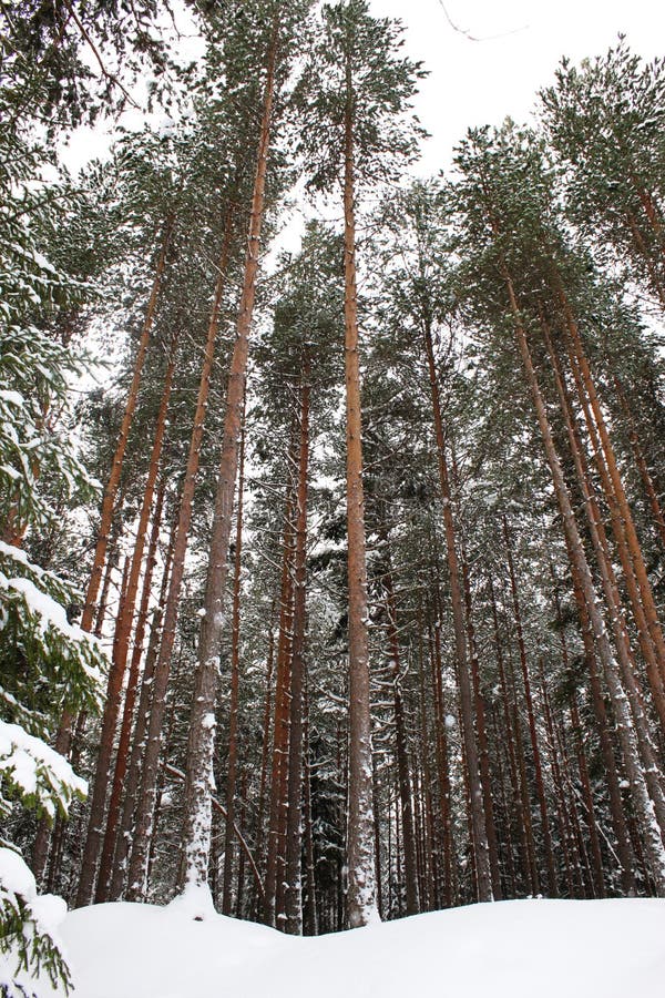 Tall pine trees in winter stock image. Image of landscape - 12892807