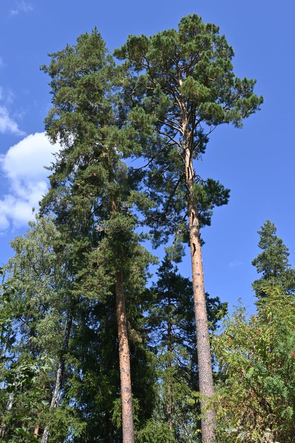 Tall pines on a clear day stock image. Image of pines - 254367251