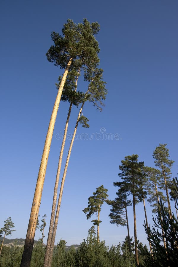 Tall pines in the forest stock photo. Image of outdoors - 11111614