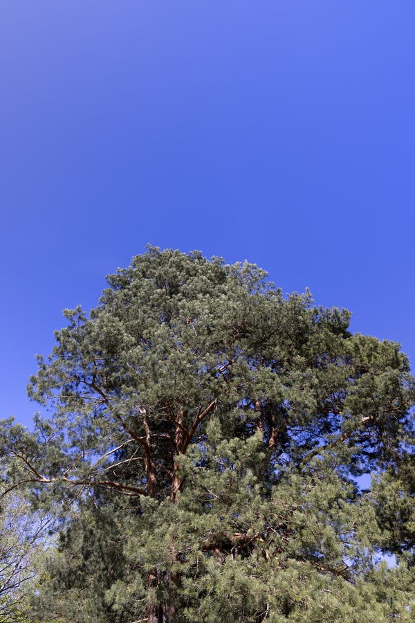 Tall Pines with Green Foliage in Spring Stock Photo - Image of nature ...