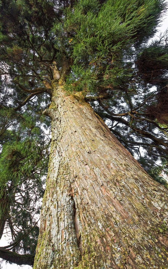 Tall pines stock image. Image of perspective, environment - 818807