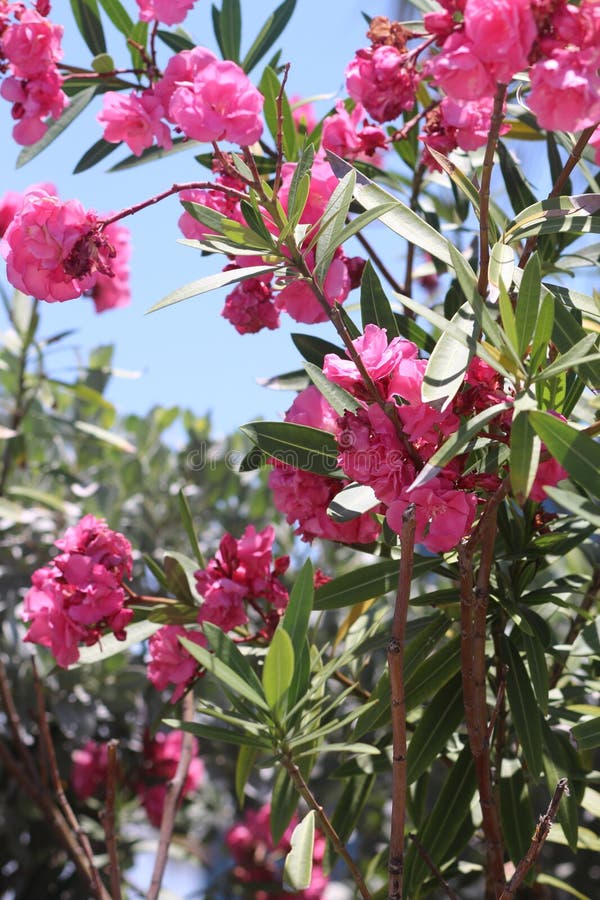 Tall Plant with Pink Flowers Surrounded by Lush Greenery Stock Photo ...