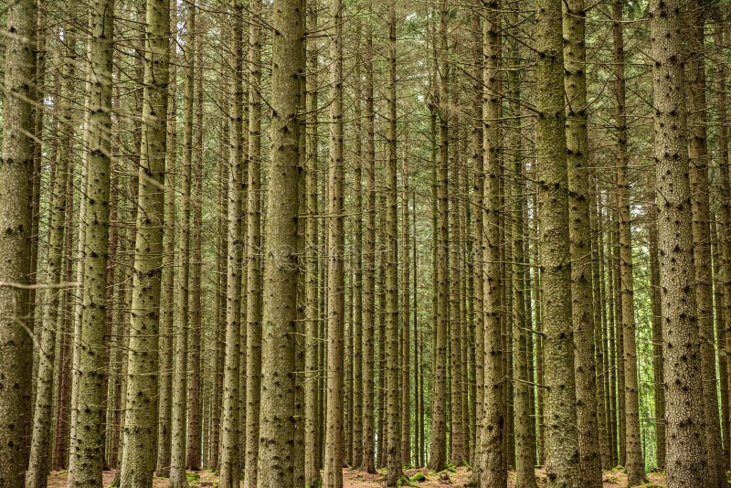 Tall Planted Trees in a Forest.. Stock Image - Image of outdoors ...