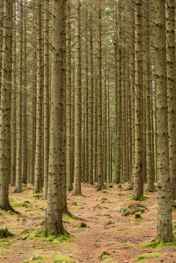 Tall Planted Trees in a Forest.. Stock Photo - Image of landscapes ...