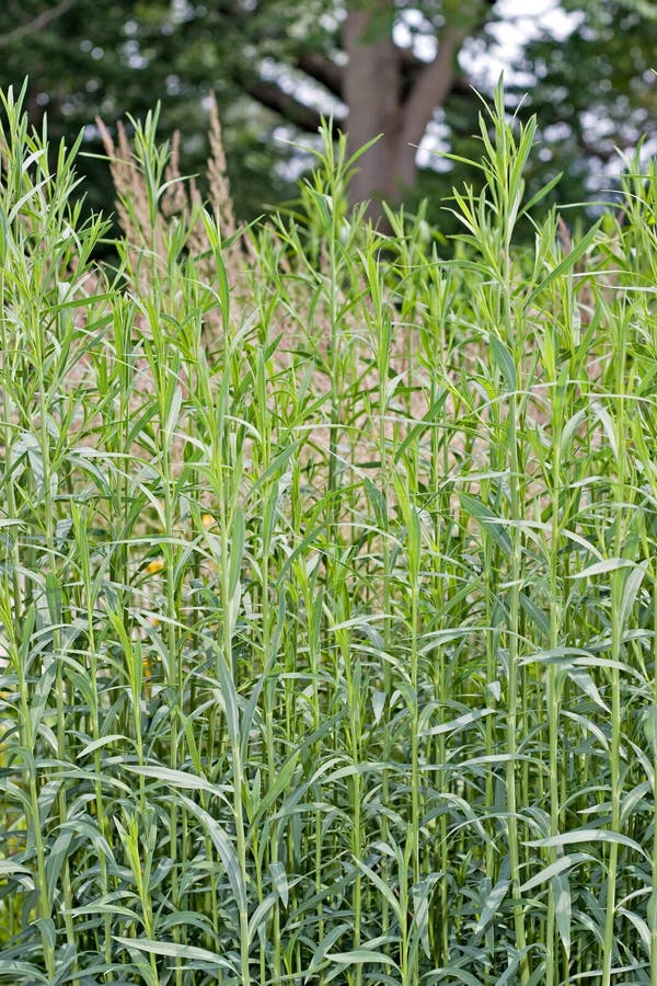 Tall plants stock photo. Image of garden, leaves, stalks - 2119718