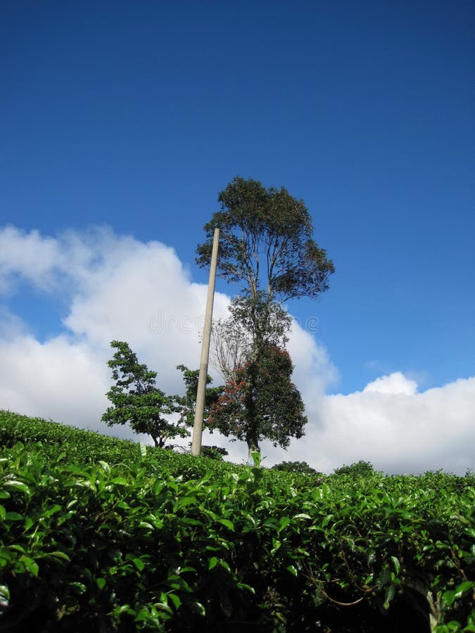 Tall Pole and Tall Tree in Tea Plantation on the Hill Stock Image ...