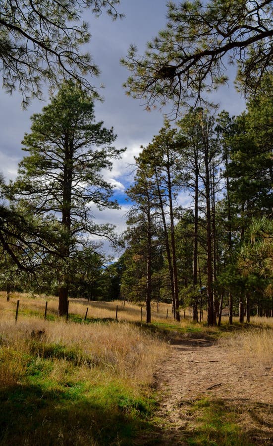 Tall Ponderosa Pine Trees and a Trail Stock Photo - Image of country ...