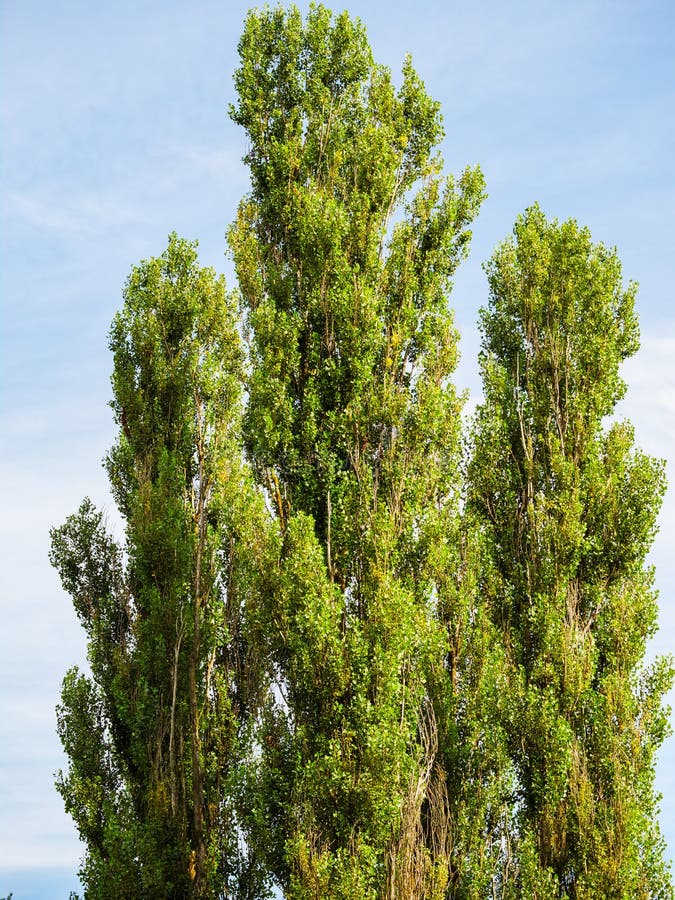 Tall Poplar Trees Against the Blue Sky Stock Image - Image of leaf ...