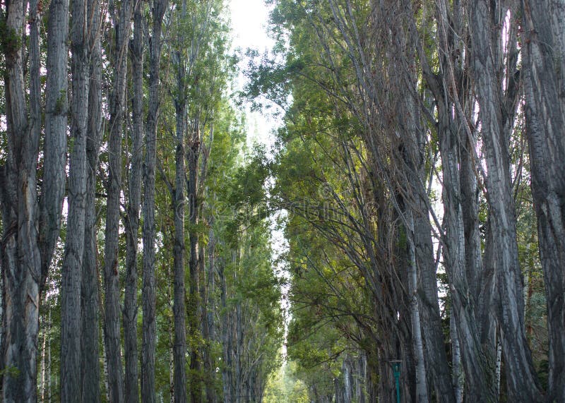 Tall Poplar Trees in the Forest Stock Image - Image of leaves, park ...