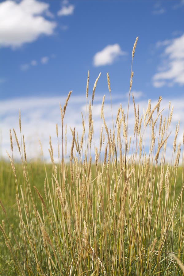 Tall prairie grasses stock photo. Image of grasses, clouds - 2943438