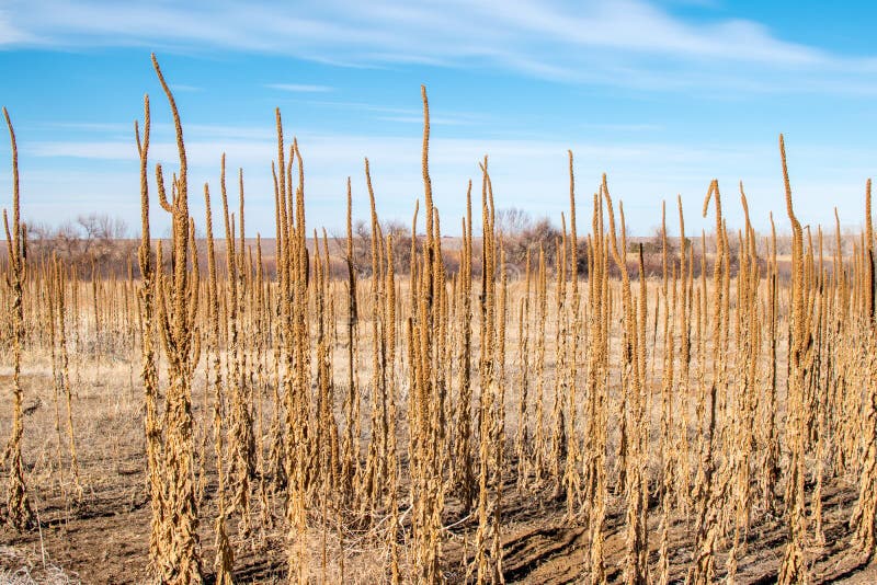 Tall Prairie Plants Winter stock image. Image of yellow - 66677745