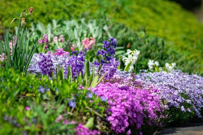 A Tall Purple Flower Amidst a Patch of Multicolored Flowers Stock Image ...