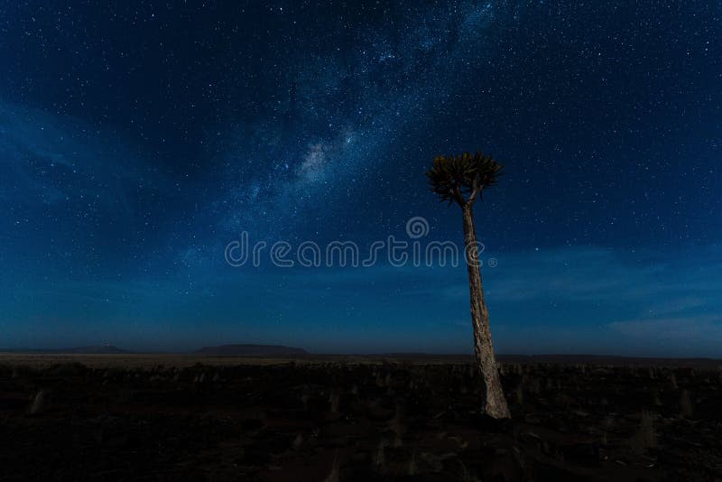 Tall Quiver Tree Under the Starry Sky at Night in Fish River Canyon ...