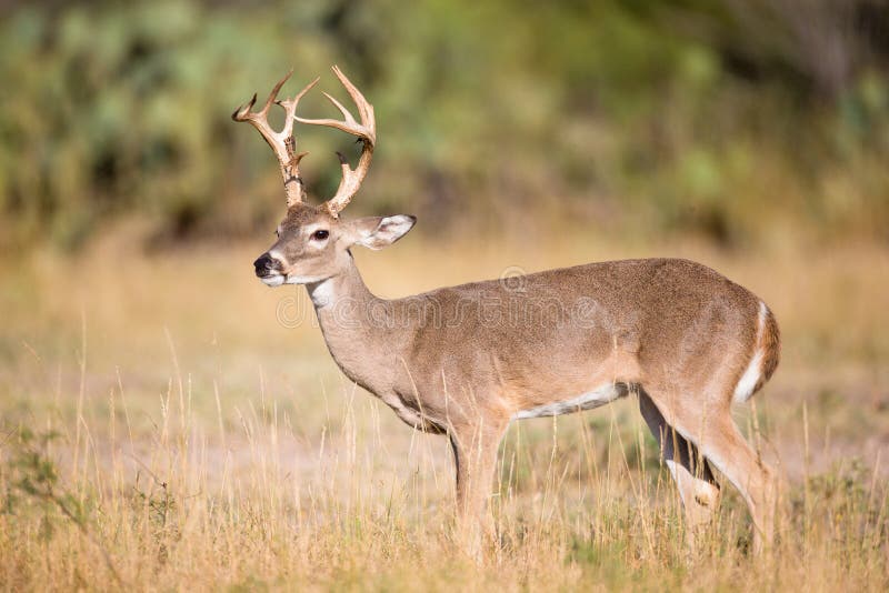 207 Whitetail Deer Buck Tall Rack Stock Photos - Free & Royalty-Free ...