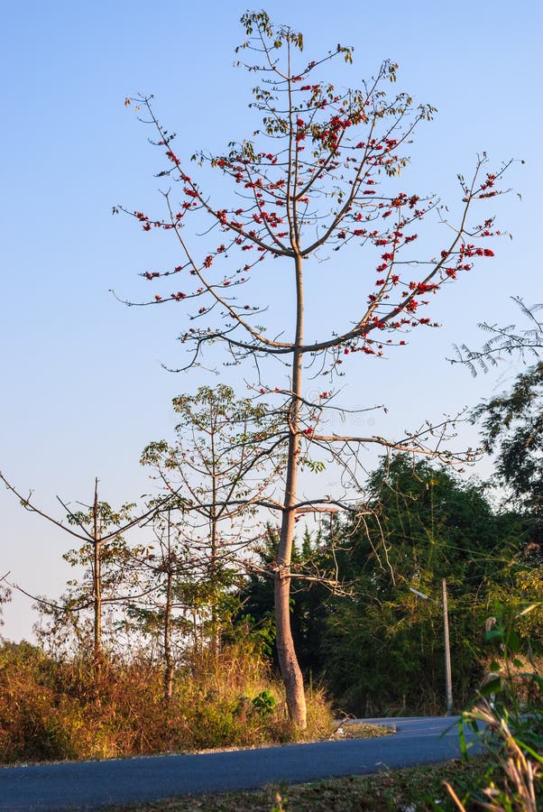 Tall Red Bombax Ceiba Tree with Rural Asphalt Road Stock Photo - Image ...