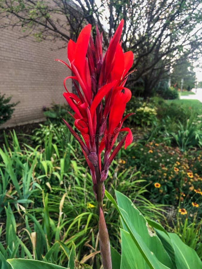 Tall Red Flower in Flower Garden Stock Photo - Image of plants, petals ...