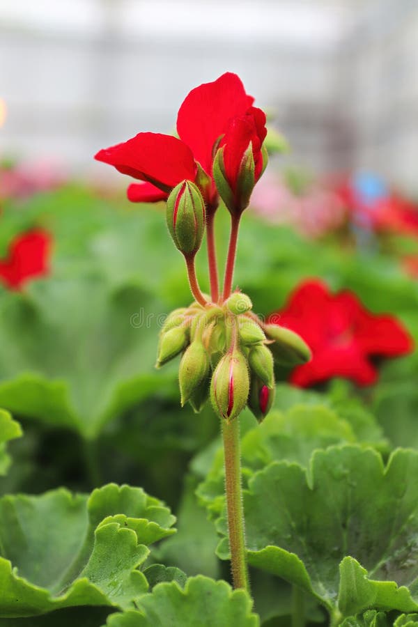 The Tall Red Stalk on a Geranium Plant Stock Image - Image of geranium ...