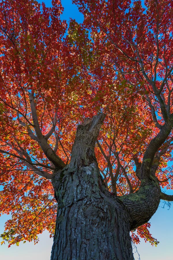 Mt. Washington View stock image. Image of hampshire, mountain - 696699