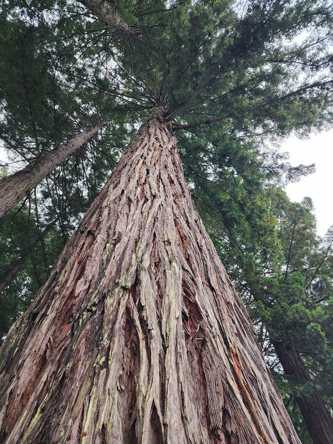 Tall redwood tree stock image. Image of tree, high, canopy - 269044133