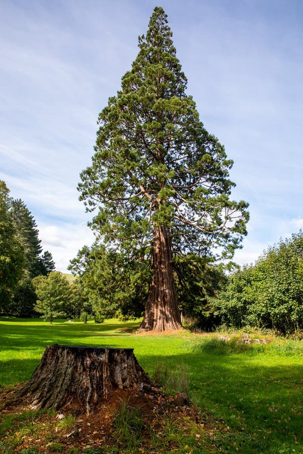 Tall Redwood Trees Muir Woods National Monument Mi Stock Photo - Image ...