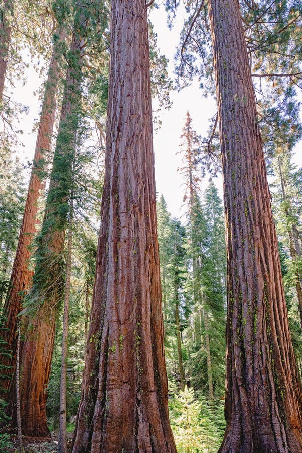 Tall redwood trees stock photo. Image of ancient, trees - 301146806