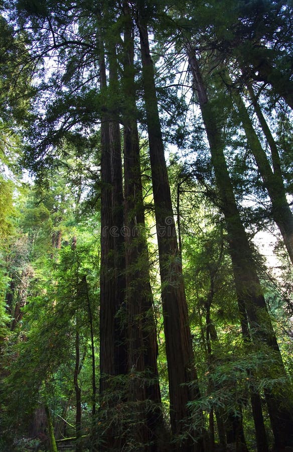 Large Redwood Tree Muir Woods Stock Photo - Image of green, sequoia ...