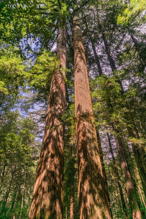 Tall Redwood Tree Sequoia Sempervirens, California Stock Photo - Image ...